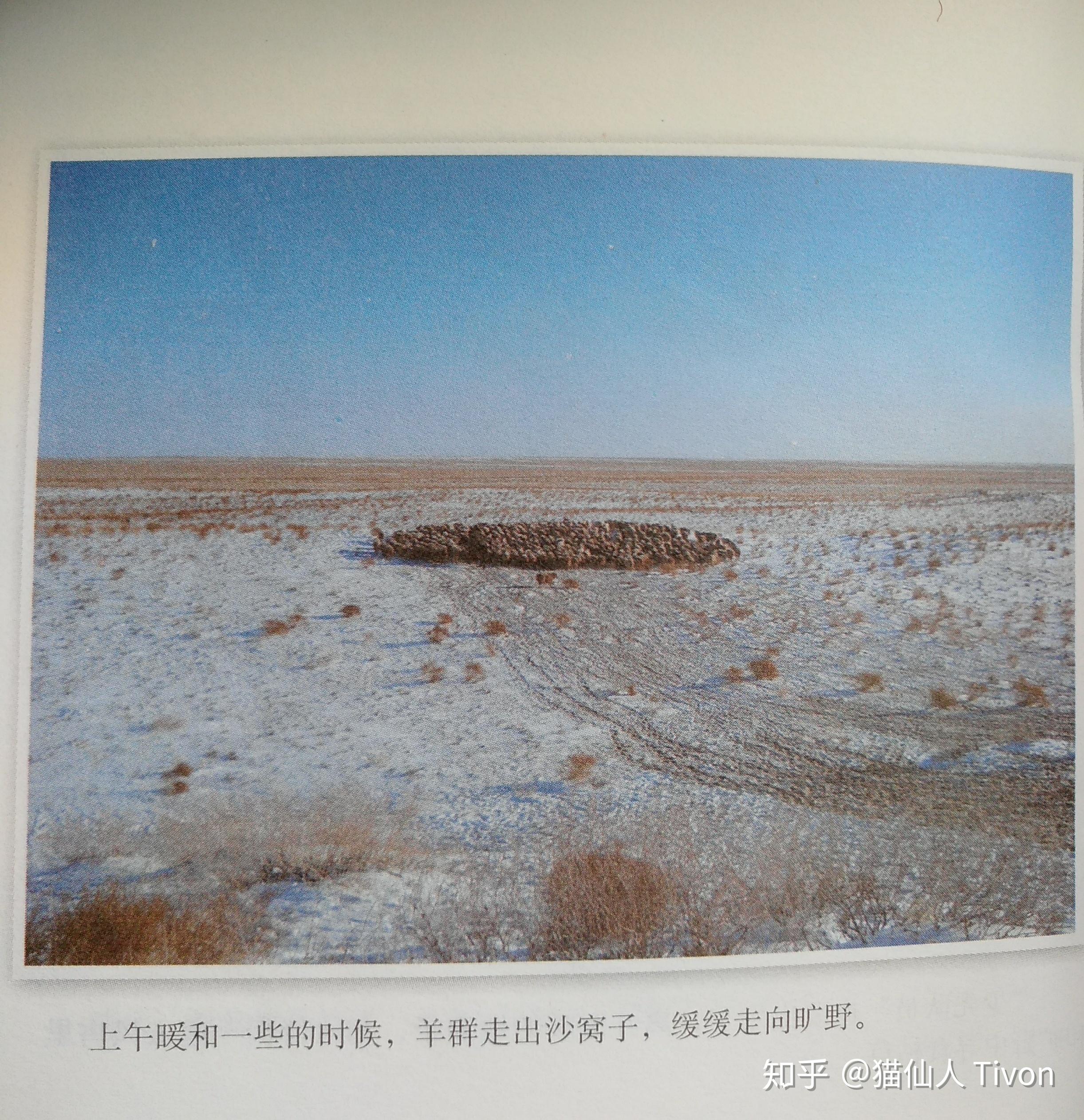 《冬牧场》寒冷戈壁的牧歌 - 知乎