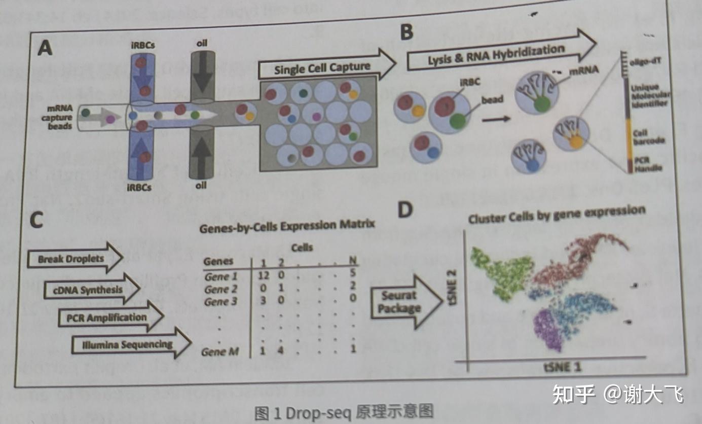 尝试理解ScRNA-seq与SnRNA-seq - 知乎