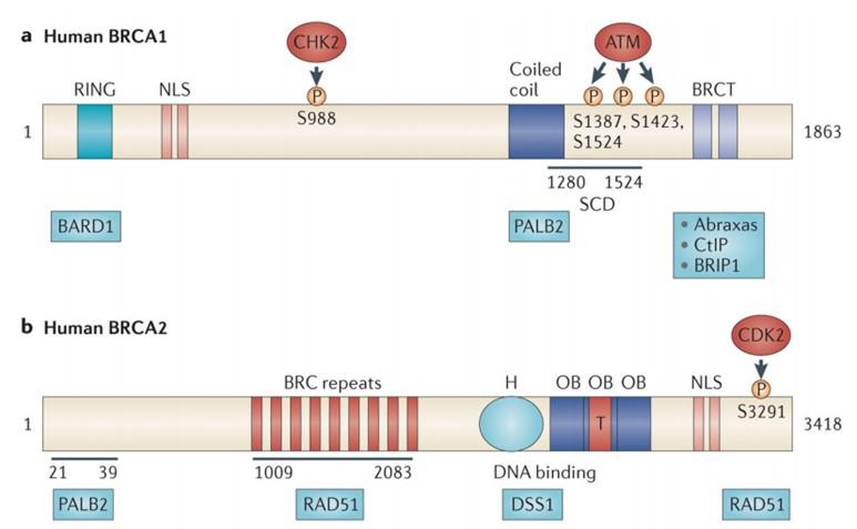 NGS小知识 ‖ 小基因大作用之BRCA - 知乎