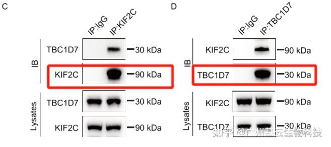 CoIP实验流程方法及质控，免疫共沉淀 - 知乎