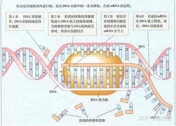 RNA 有什么作用，是什么物质？ - 知乎
