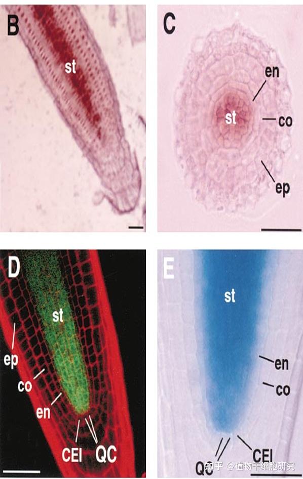 拟南芥根的发育---Radial patterning 1（SCR,SHR的发现和克隆） - 知乎