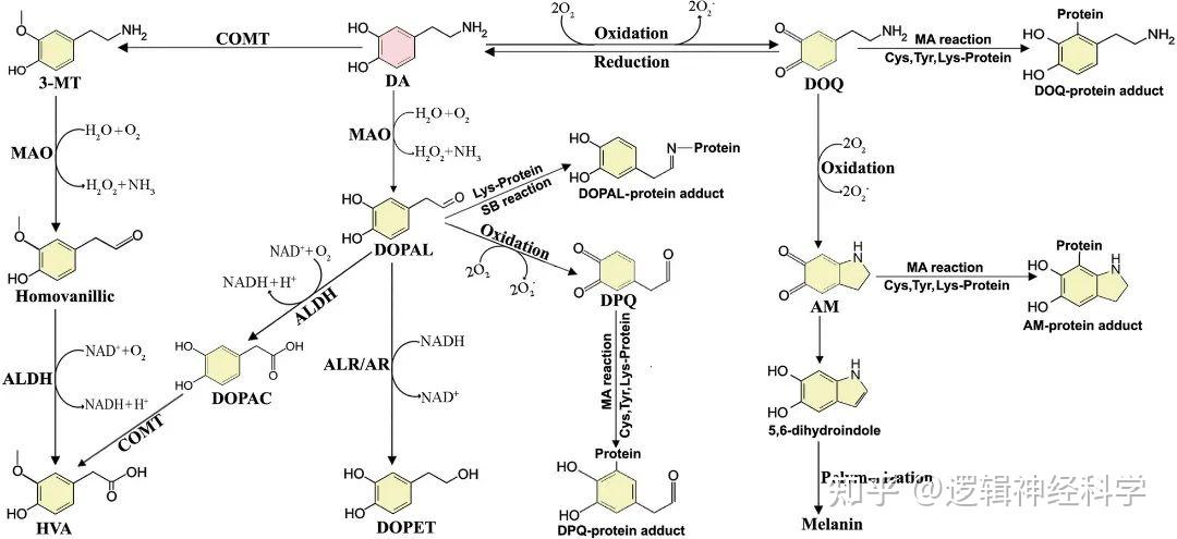 Transl Neurodegener 重磅综述︱新加坡国立神经科学研究所陈永庆团队汇总多巴胺在帕金森病中的病理生理学机制 - 知乎
