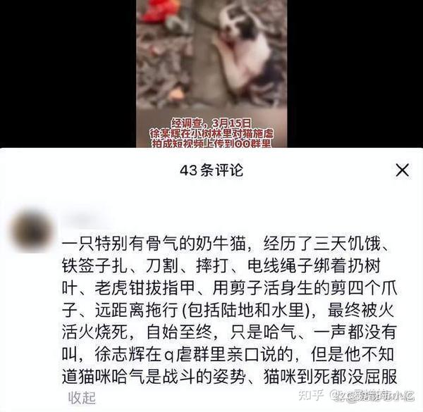 网红杰克辣条虐猫完整版？虐猫群里变态全聚在一起 知乎