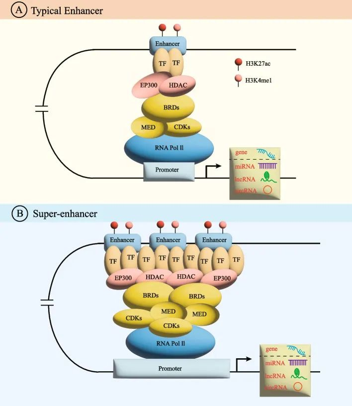 超级增强子的发现与研究进展 - 知乎