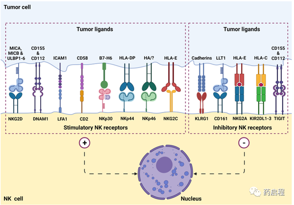 NK细胞生物学特性 - 知乎