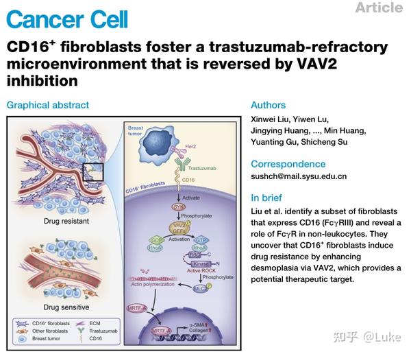 Cancer Cell | CD16+成纤维细胞促进曲妥珠单抗耐药微环境，抑制VAV2可将其逆转 - 知乎
