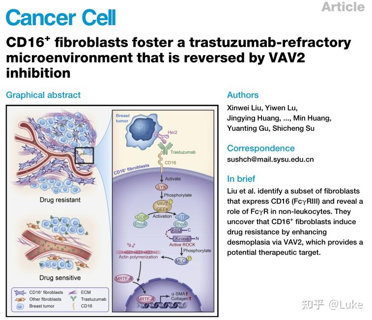 Cancer Cell | CD16+成纤维细胞促进曲妥珠单抗耐药微环境，抑制VAV2可将其逆转 - 知乎