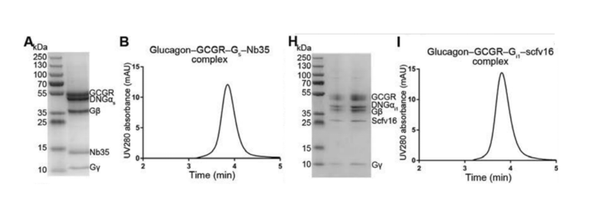案例分享|结构解析G蛋白偶联受体 (GPCR) - GCGR - 知乎