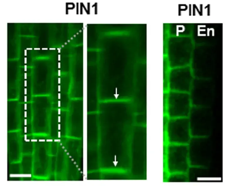 茫茫“质”海，何以为家？—— 一种蛋白在不同亚细胞器定位的原因 - 知乎