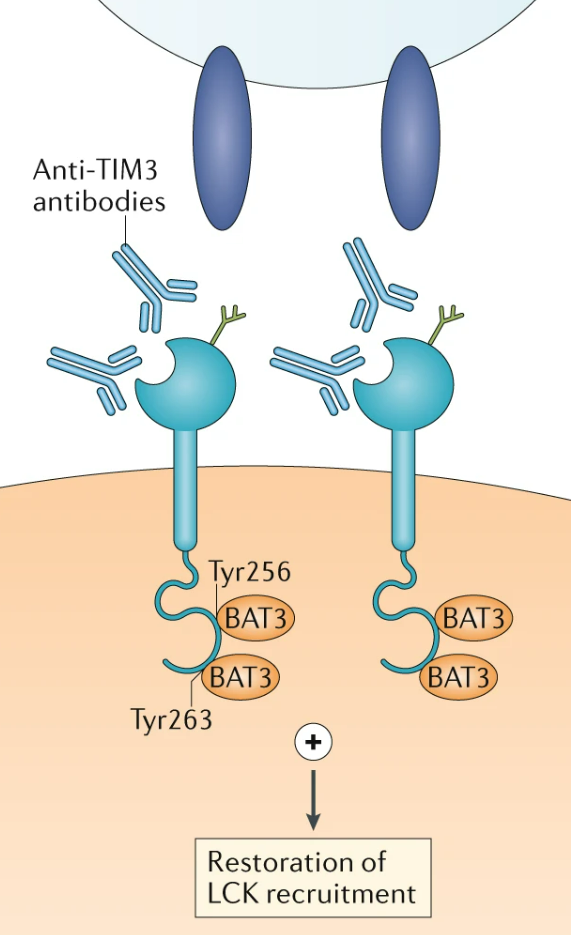 阿斯利康：PD1/TIM3双抗报临床！国内仅1家布局 - 知乎