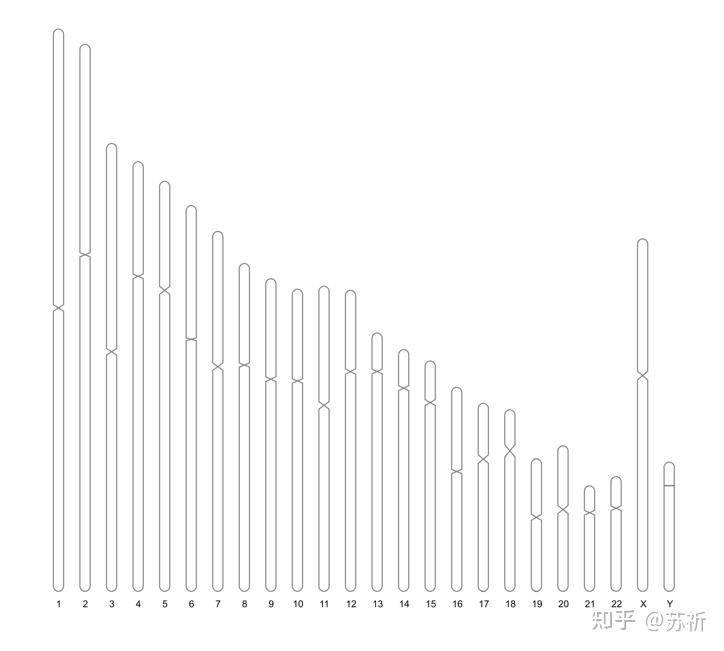 RIdeogram：使用R包绘制染色体信息 - 知乎