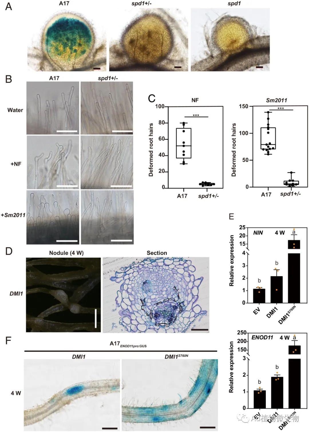PNAS | 中科院谢芳团队揭示结瘤植物钙通道复合物的激活机制！ - 知乎