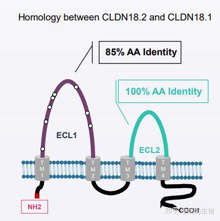 肿瘤免疫靶点 | Claudin18.2 - 知乎