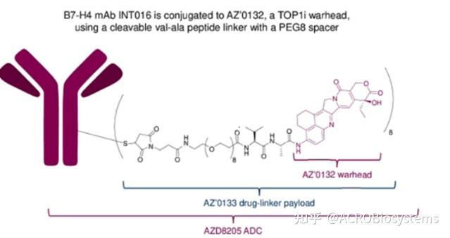 多面B7-H4，潜力不容小觑 - 知乎