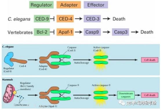 细胞生物学高频考点（十八）之细胞死亡内容及思维导图 - 知乎