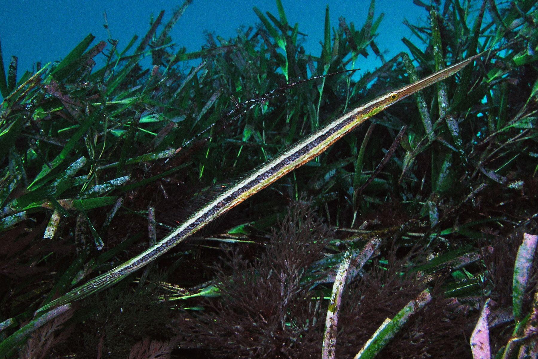 鲈形列传【其六:隆头鱼和鹦嘴鱼】 - 知乎