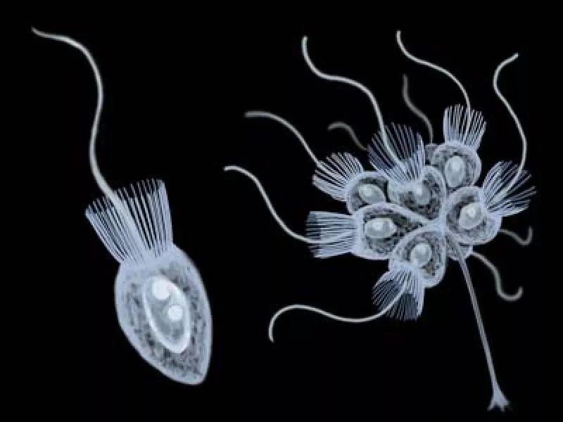 没有显微镜还想观察细胞？这些超乎想象的“巨无霸”单细胞生物绝对能满足你 - 知乎
