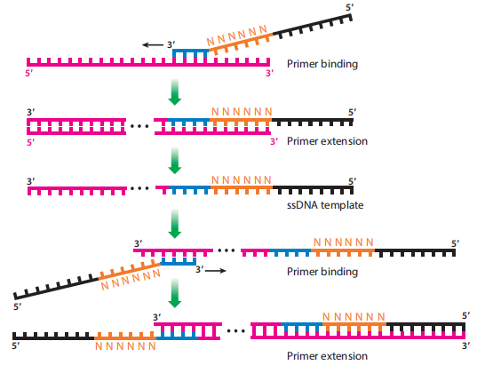 #微观探索人体奥秘# 039 单细胞测序——单细胞全基因组测序 - 知乎