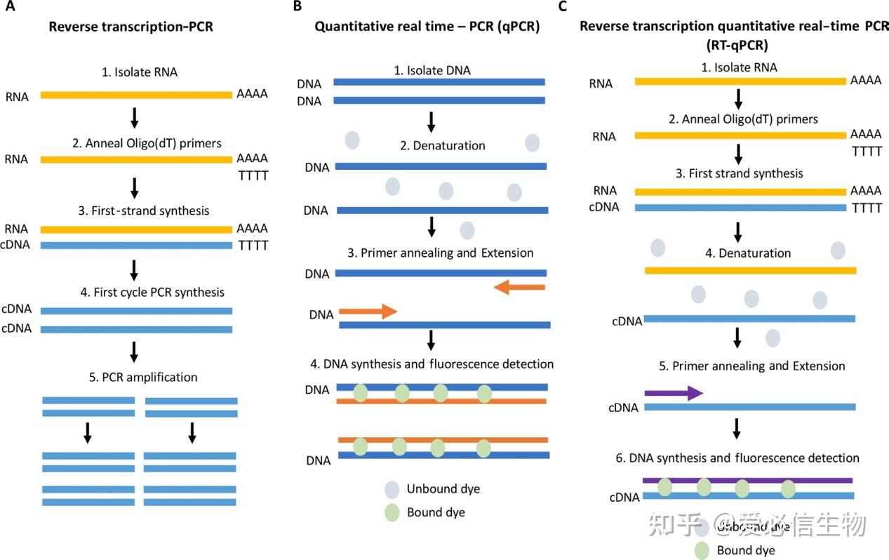 RCR、RT-PCR、qPCR、RT-qRCR傻傻分不清？ - 知乎