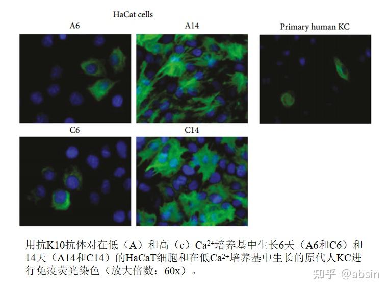 HaCaT细胞培养攻略 - 知乎