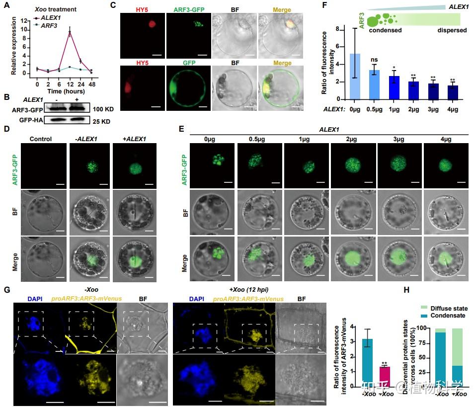 中山大学陈月琴和广东省农科院于洋合作解析lncRNA ALEX1介导蛋白质相变调节水稻抗病性的新机制 - 知乎
