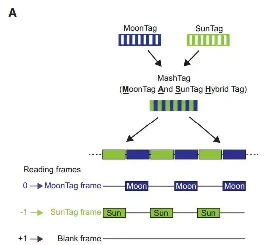 Cell 新技术 | SunTag之后又来MoonTag，点亮单分子mRNA翻译过程 - 知乎