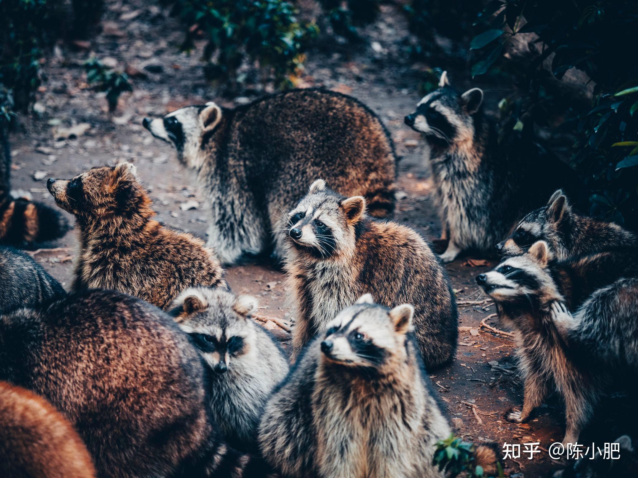 天子守国门——奥林巴斯40-150mm F2.8 PRO使用体验 - 知乎