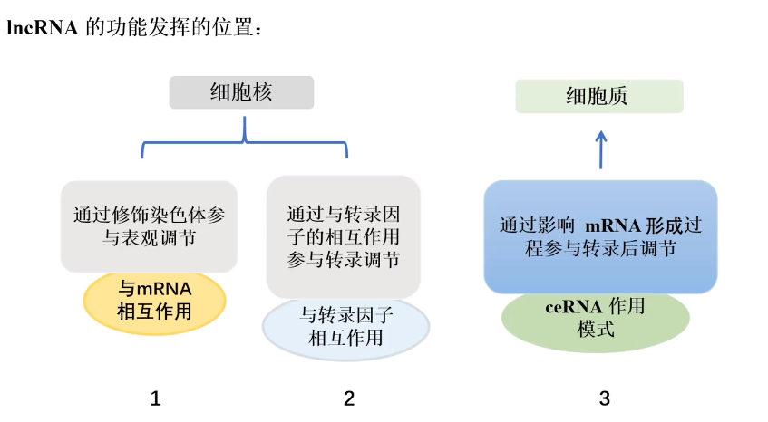 lncRNA的四大作用模型 - 知乎