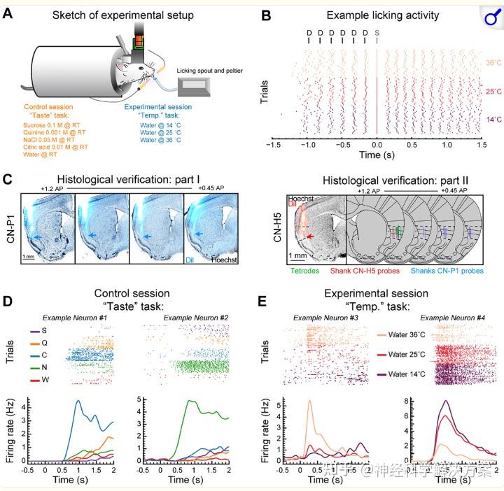 Cambridge NeuroTech硅电极清醒小鼠味觉皮层的口腔内热处理 - 知乎