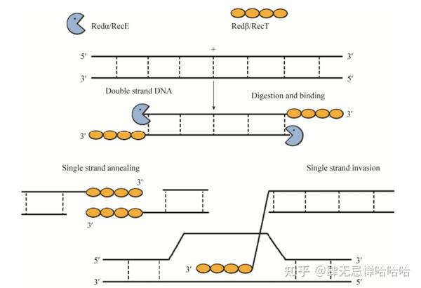 大肠杆菌同源重组---内源性重组系统和噬菌体衍生的重组系统 - 知乎
