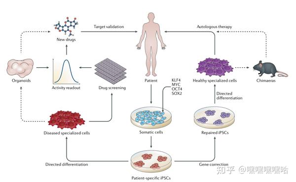 iPSC应用综述 | Induced pluripotent stem cells in disease modelling and drug discovery - 知乎