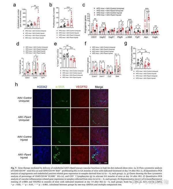 【病毒包装_腺相关病毒】AAV1介导的PPARδ在糖尿病性血管病变中的基因靶向治疗 - 知乎