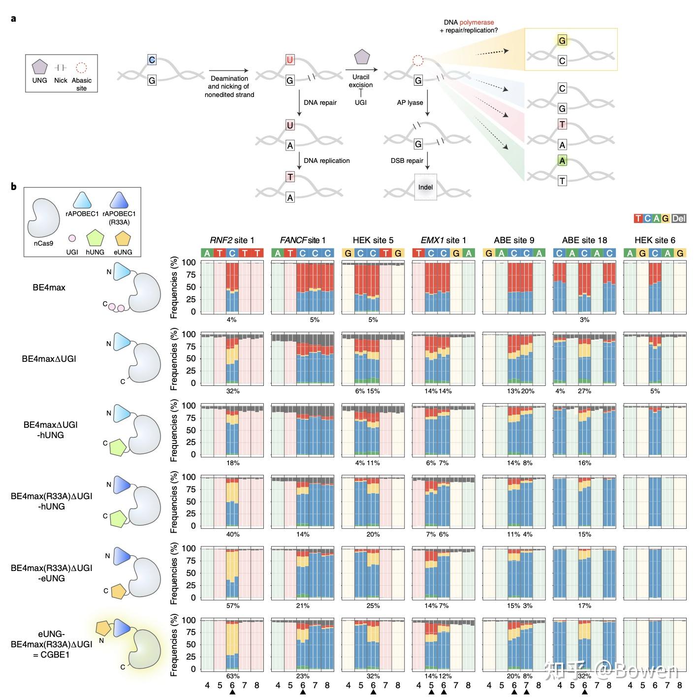 C-G Base Editor - 知乎