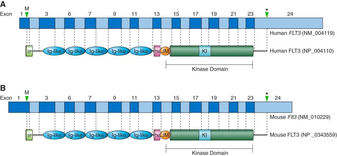 FLT3 靶点深度解析 | 从蛋白结构到临床药物，白血病研究必备 - 知乎