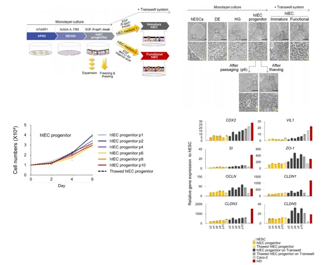 Sci Adv：干细胞诱导的人小肠上皮模型用于药物吸收的体外研究 - 知乎