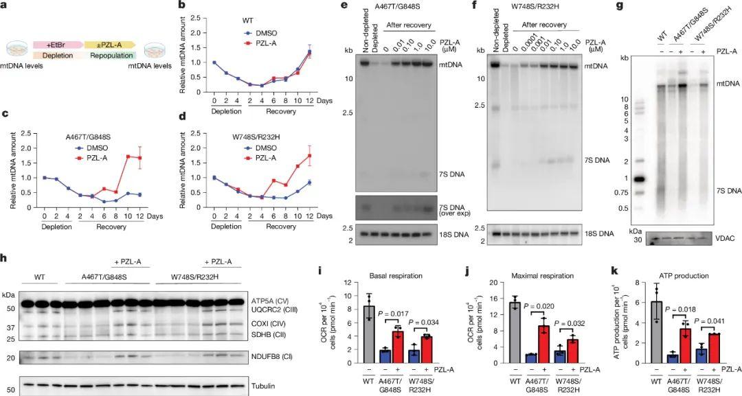 【Nature】Pretzel Therapeutics 公布恢复突变线粒体 DNA 聚合酶活性的小分子调节剂：PZL-A - 知乎