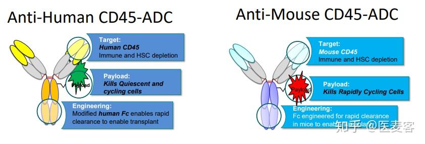 靶向CD45抗体公布最新数据，联合疗法可发挥更好的治疗作用丨医麦猛爆料 - 知乎
