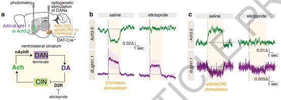 Nature：哈佛医学院团队揭示纹状体在决策行为精准调控的新机制 - 知乎