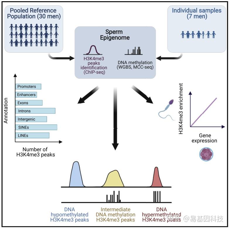 易基因：人精子H3K4me3 ChIP-seq和DNA甲基化WGBS揭示与生育和发育相关重叠区域 - 深圳市易基因科技 - 博客园