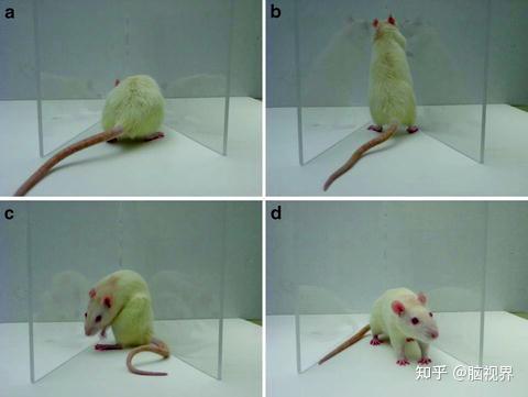 用于评估啮齿动物脑出血后的不对称性行为学测试：转角实验（Corner Turning Test ） - 知乎