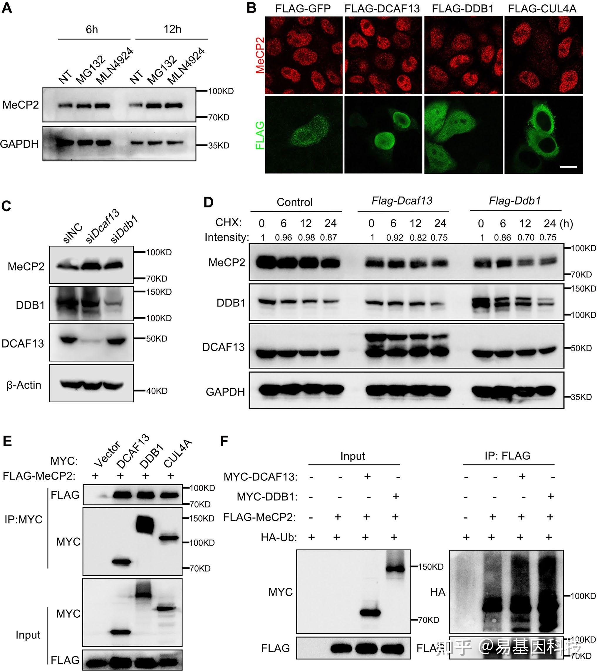 易基因：微量DNA甲基化分析揭示MeCP2在卵子发生和卵巢衰老中的表观遗传调控｜项目文章 - 深圳市易基因科技 - 博客园