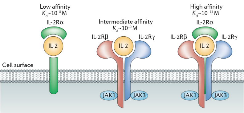 IL-2、IL-15：老靶点重焕青春 - 知乎