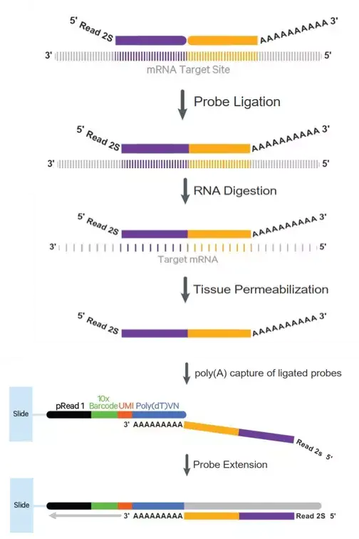 新技术介绍 丨 10x Visium FFPE空间转录组强势来袭 - 知乎