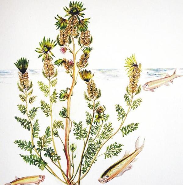 第184章 开花植物 - 知乎