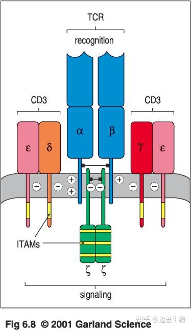 T淋巴细胞表面关键分子：CD3 - 知乎