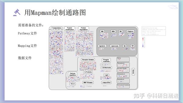 画通路图的神器 - Mapman的使用 - 知乎