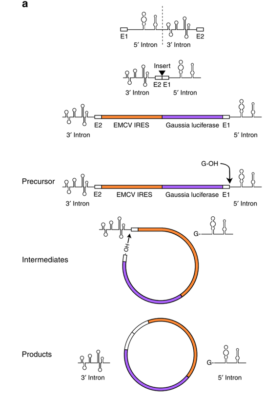 【耀文解读】环状RNA篇|深度解读构建circRNA稳定高效蛋白表达策略 - 知乎