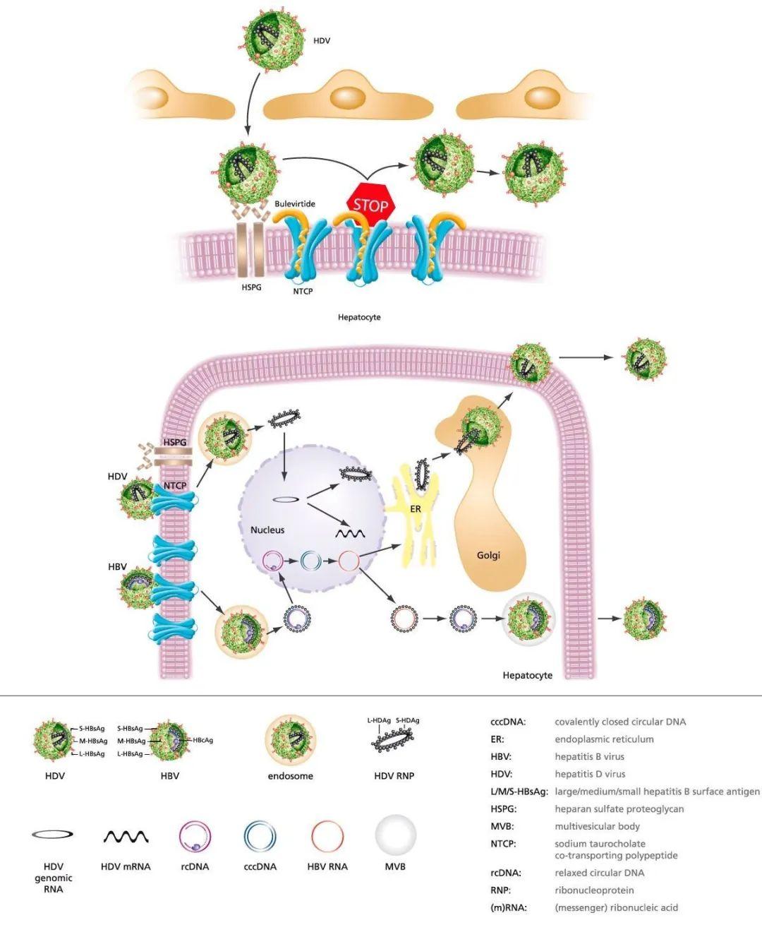 快讯 | Gilead 丁肝治疗肽Bulevirtide关键Ⅲ期临床数据公布 - 知乎