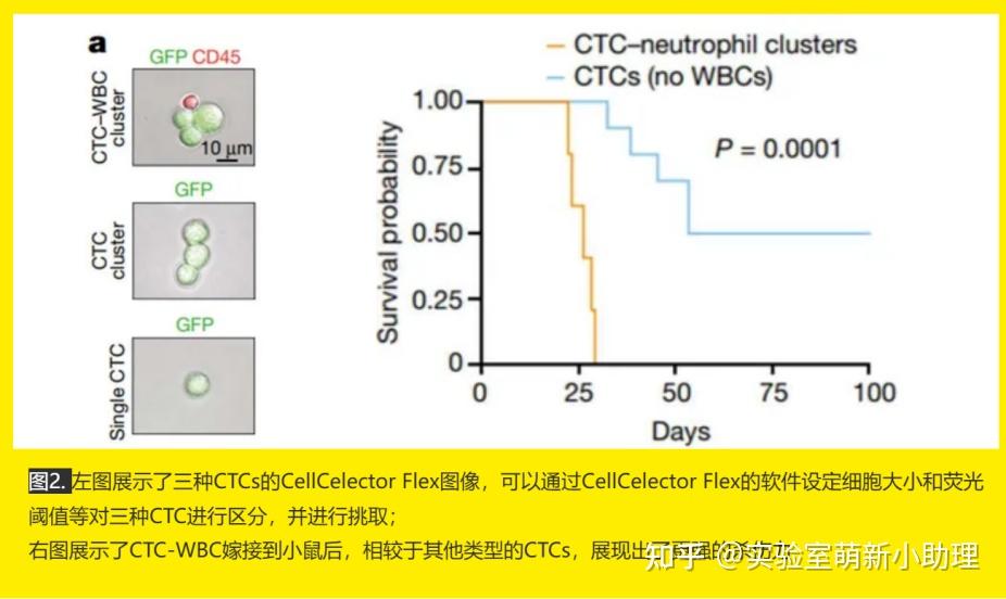 CellCelector Flex全自动无损细胞分离系统技术用于CTC检测，精准捕获循环肿瘤细胞转移 - 知乎